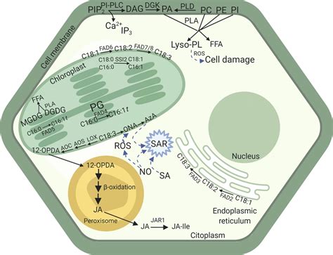 Lipid Signalling Events In Plant Pathogen Interactions Pip2 Download Scientific Diagram