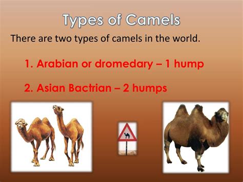 Ppt The Desert Camel Powerpoint Presentation Free Download Id5822313