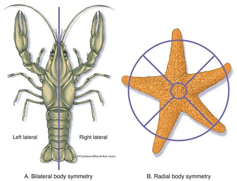 Adult Body Symmetry Carlson Stock Art