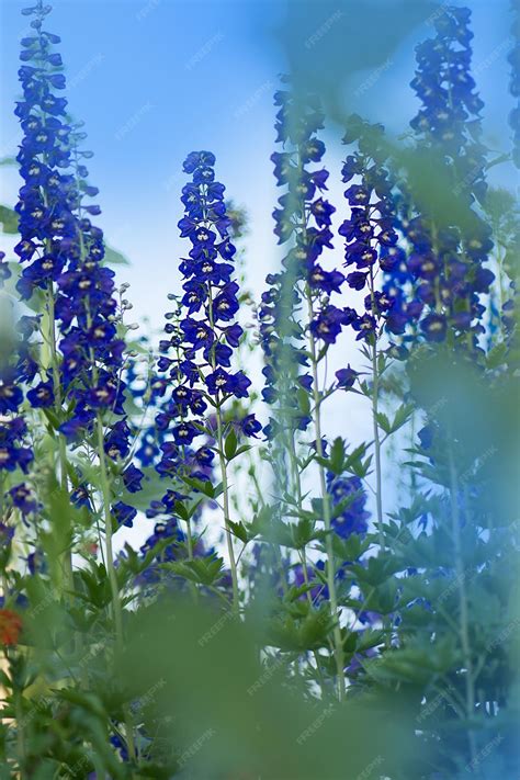 Delphinium Blue Crece En El Jardín Doble Flor Azul Delphinium
