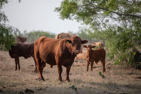 The Relationship Between Cattle Grazing And Small Mammal Community