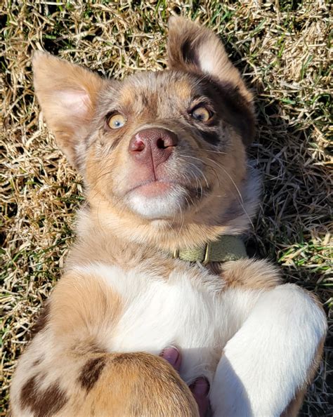 This Is My 6 Month Old Aussie Shephardred Heeler Puppy Her Name Is