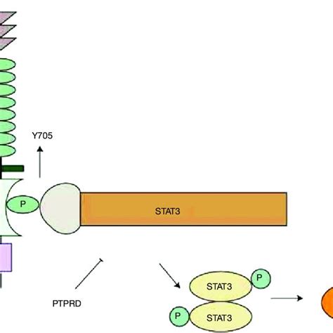 The Structure Of Protein Tyrosine Phosphatase Receptor Type D Ptprd