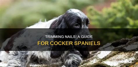 Trimming Nails A Guide For Cocker Spaniels Nailicy