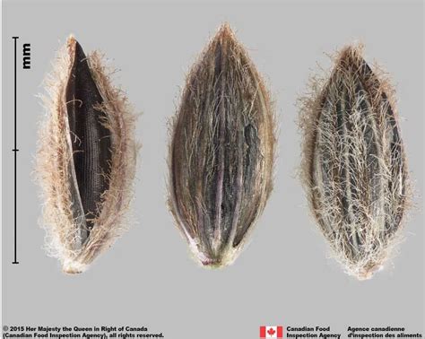 Panicum Spp L Idseed