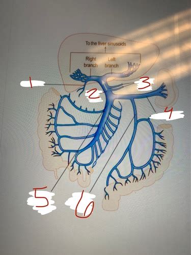 Exam 1 Diagrams Flashcards Quizlet