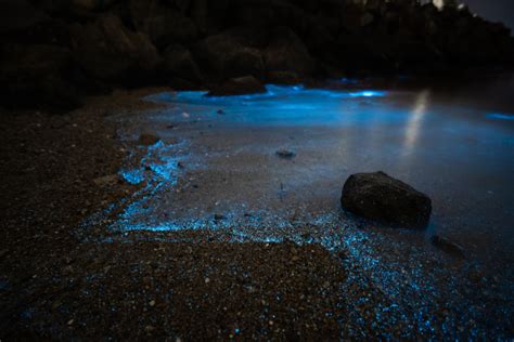 Bioluminescence Beach