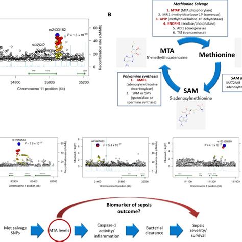 Gsdmd Mutation I105n Abolishes Non Canonical Inflammasome Signalling