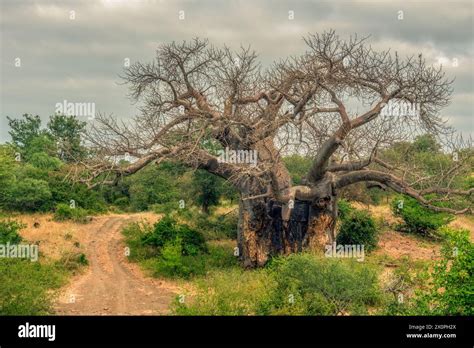 Very Large Baobab Tree In The Makuleke Contract Park Of Northern Kruger