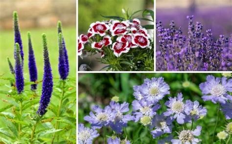 10 Perfect Arizona Perennials Garden Lovers Club