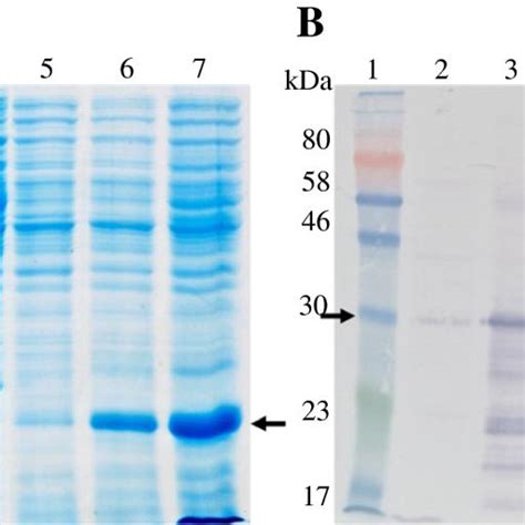 The Dna And Amino Acid Sequence Of The Mature Gsl1 Genbank Accession
