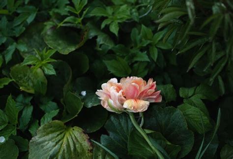 60 Fullfill Pictures