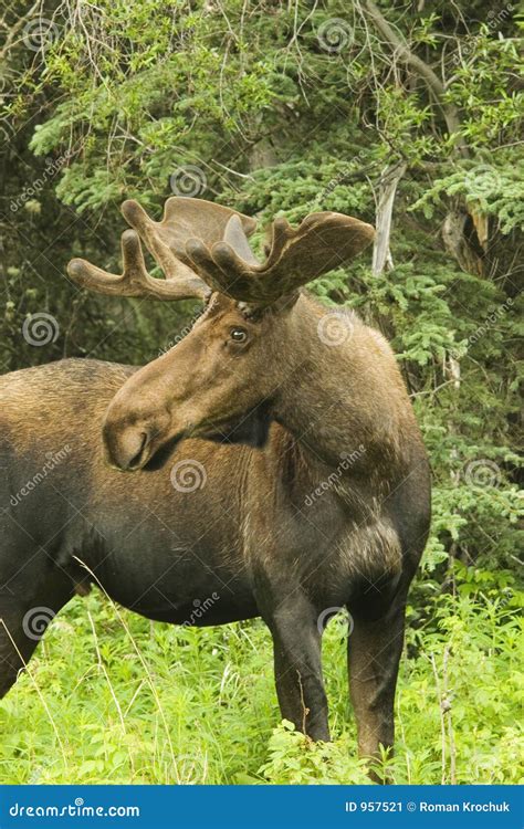 Male Moose Stock Image Image Of Antlers Alaska Natural 957521