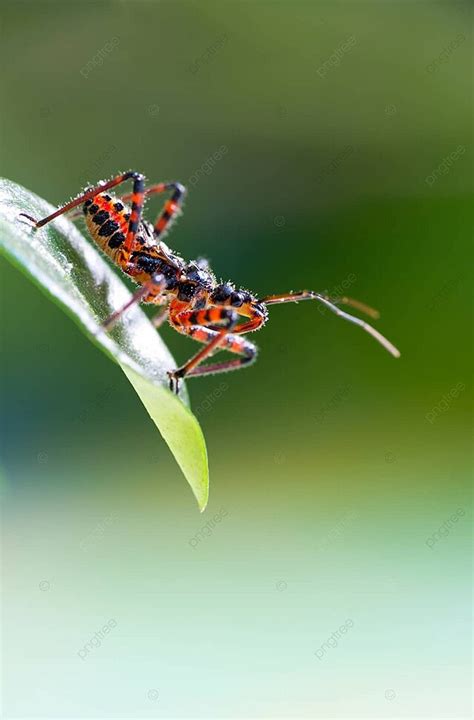 Assassin Bug Heteroptera Beetle Detail Photo Background And Picture For Free Download Pngtree