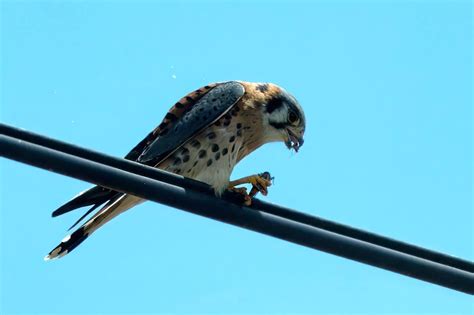 Kestrel Eating Grasshopper Rbirdphotography