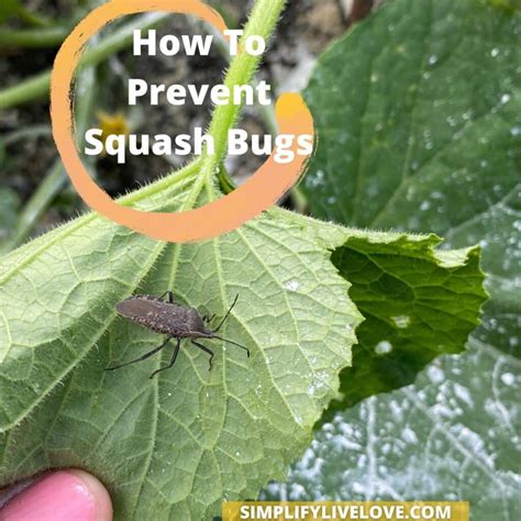 11 Tips For Preventing Squash Bugs Naturally Simplify Live Love