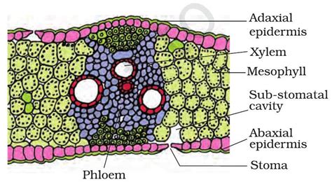 Cut A Transverse Section Of Young Stem Of A Plant From Your School