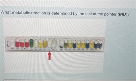 Solved Which Of These Api 20e Test Strips Contains A Lactose