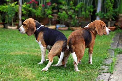 Cat And Dog Mating Together Pet Mating Find The Perfect Mating