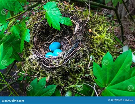 Robin Bird Nest With Blue Eggs Stock Image Image Of Gray Birth