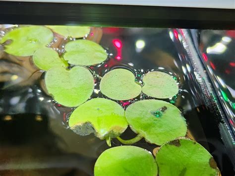 Bugs On Floating Plants Plants Algae And Fertilizers Care