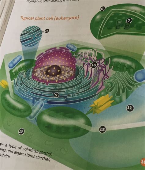 Typical Plant Cell Label Diagram Quizlet
