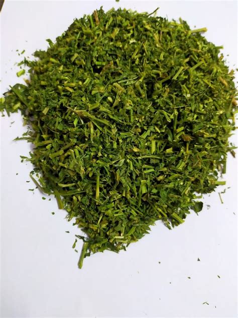 Alfalfa Grass Wholesale Price And Mandi Rate For Lucerne Grass In India