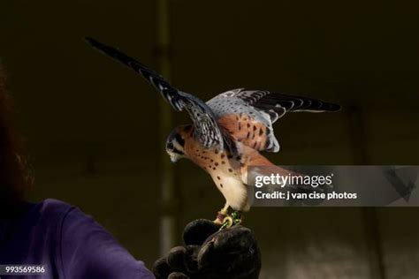 Cise Photos And Premium High Res Pictures Getty Images