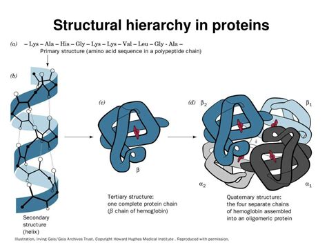 ppt lecture 4 amino acids powerpoint presentation free download id 399998