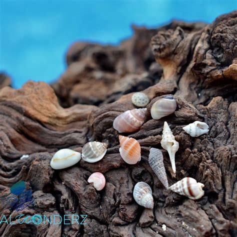 Bulk Seashells Etsy