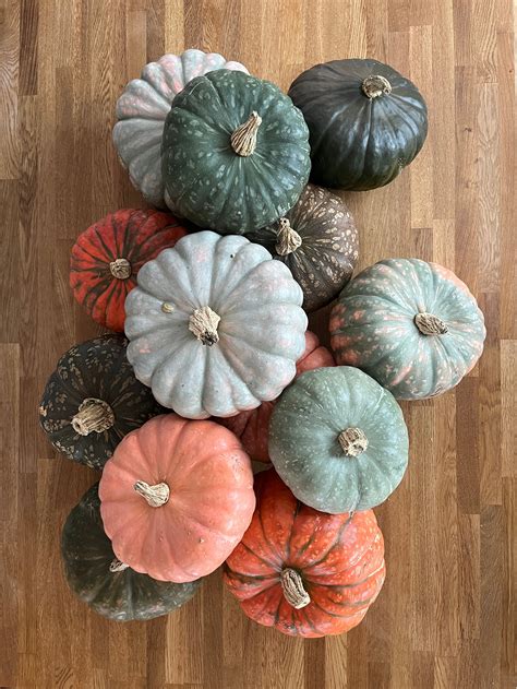 Desert Spirit Landrace Winter Squash Tiny Monster Garden