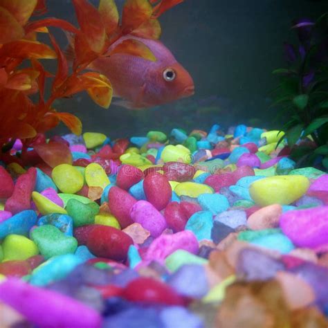 Red Blood Parrot Fish Stock Image Image Of Parrot Aquarium 73085827