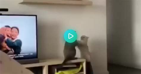 The Catnip Song Album On Imgur