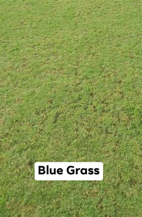 Blue Grassfrog Grass And Carabao Grass Furniture And Home Living Gardening Plants And Seeds On