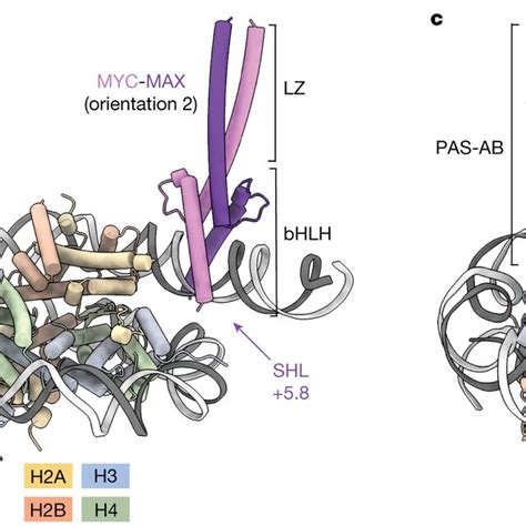 Myc Max Bound At A Solvent Exposed E Box Releases Dna To Accommodate