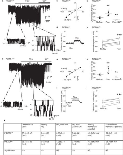 Piezo1 And Pecam1 Interact At Cell Cell Junctions And Partner In