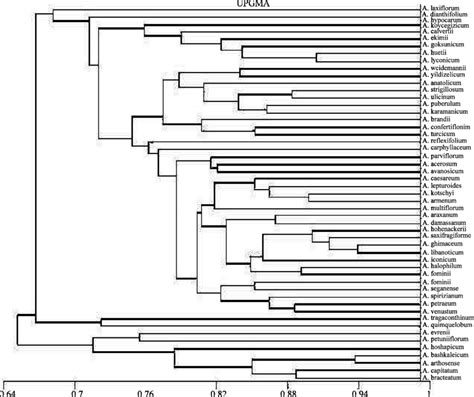 The Phenogram Resulting Upgma Clustering Of Similarity Matrix Belonging Download Scientific