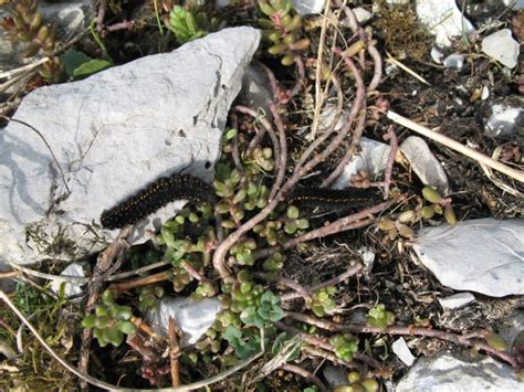 European Lepidoptera And Their Ecology Parnassius Apollo