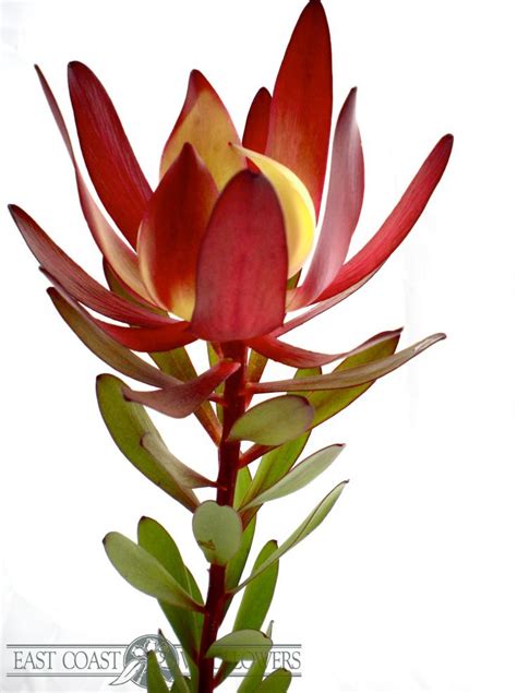 Safari Sunset The Best Known Leucadendron Flower Deep Russet Maroon