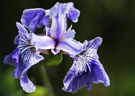 Iris Plant Care