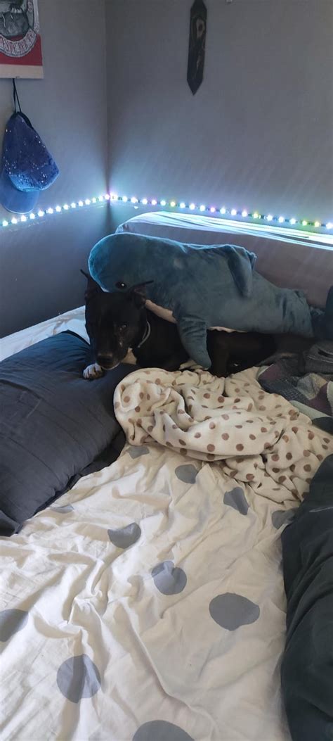 Dog chilling with my blahajs : r/BLAHAJ