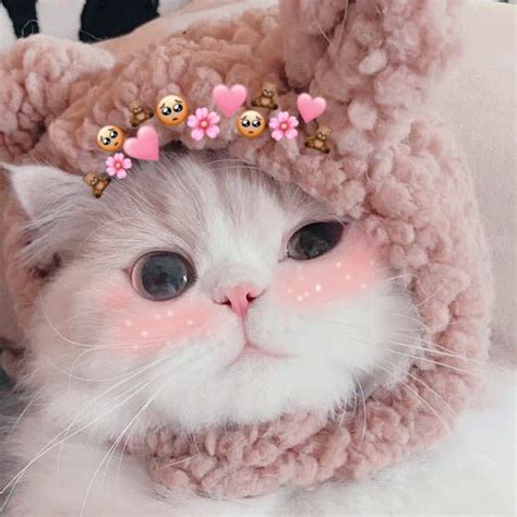 ``s A N D H Y A☂•⊰⁠⊹ฺ Adlı Kullanıcının C U T E C A T ミメ Panosundaki