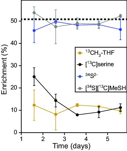Specific Enrichment Of The Molecules Derived From Methyl Thf L Serine