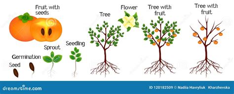 Cycle Of Growth Of A Persimmon Tree On A White Background Cartoon Vector