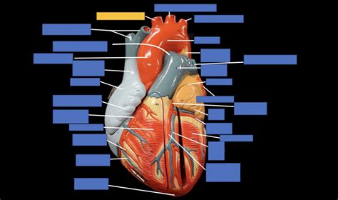 Anterior Superficial Heart Diagram Quizlet