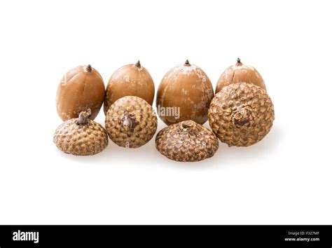 Acorns Isolated On The White Background The Acorn Or Oak Nut Is The Nut Of The Oaks And Their