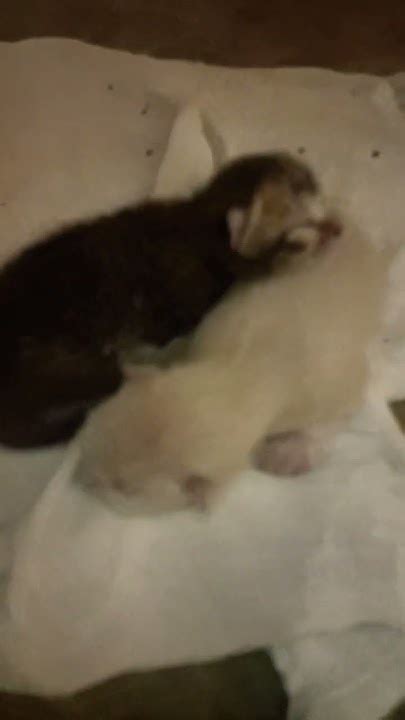 Lindos Muchis Loveamor Youtube