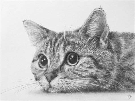 Pin By Agnes Cordoba Gutierrez On Gatos Cat Sketch Realistic