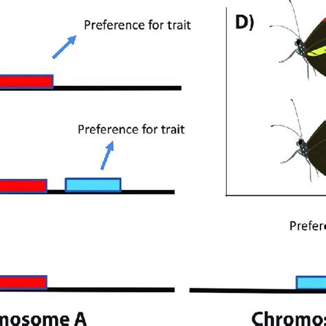 Hypothesized Genetic Architecture Of Assortative Mating A A Single Download Scientific