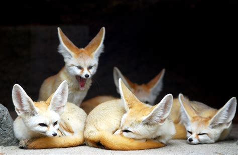 Top 999 Fox Images Amazing Collection Fox Images Full 4k